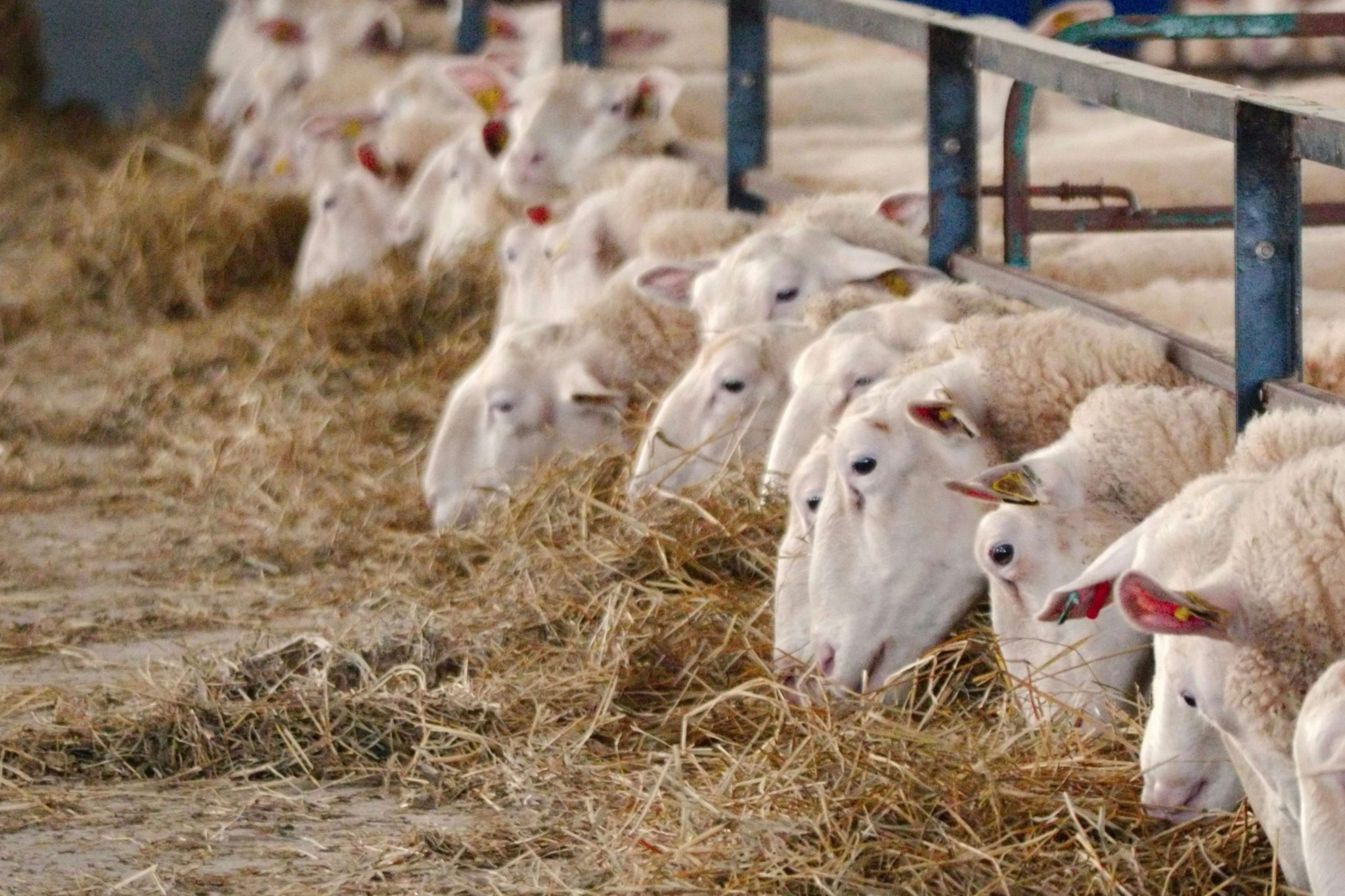 Kdo v resnici politizira kmetijstvo? | Lider.si