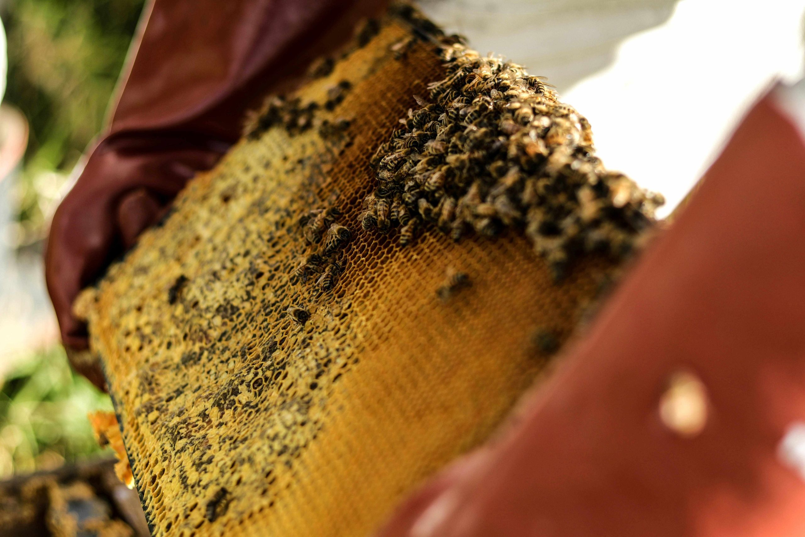 Evropska čebelarska zveza opozarja na vrzeli v zakonodaji, ki omogočajo ponarejanje medu | Lider.si